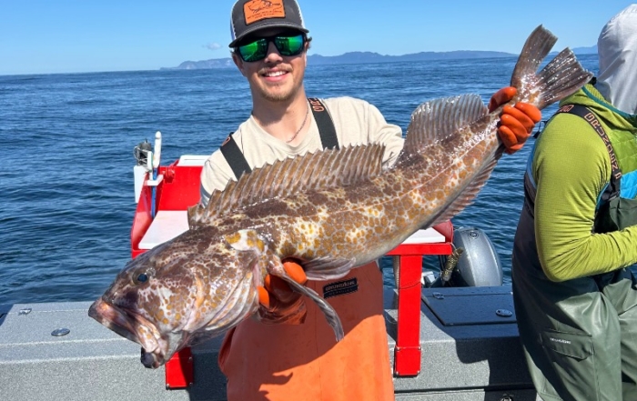Lingcod Archives - Screamin' Reels